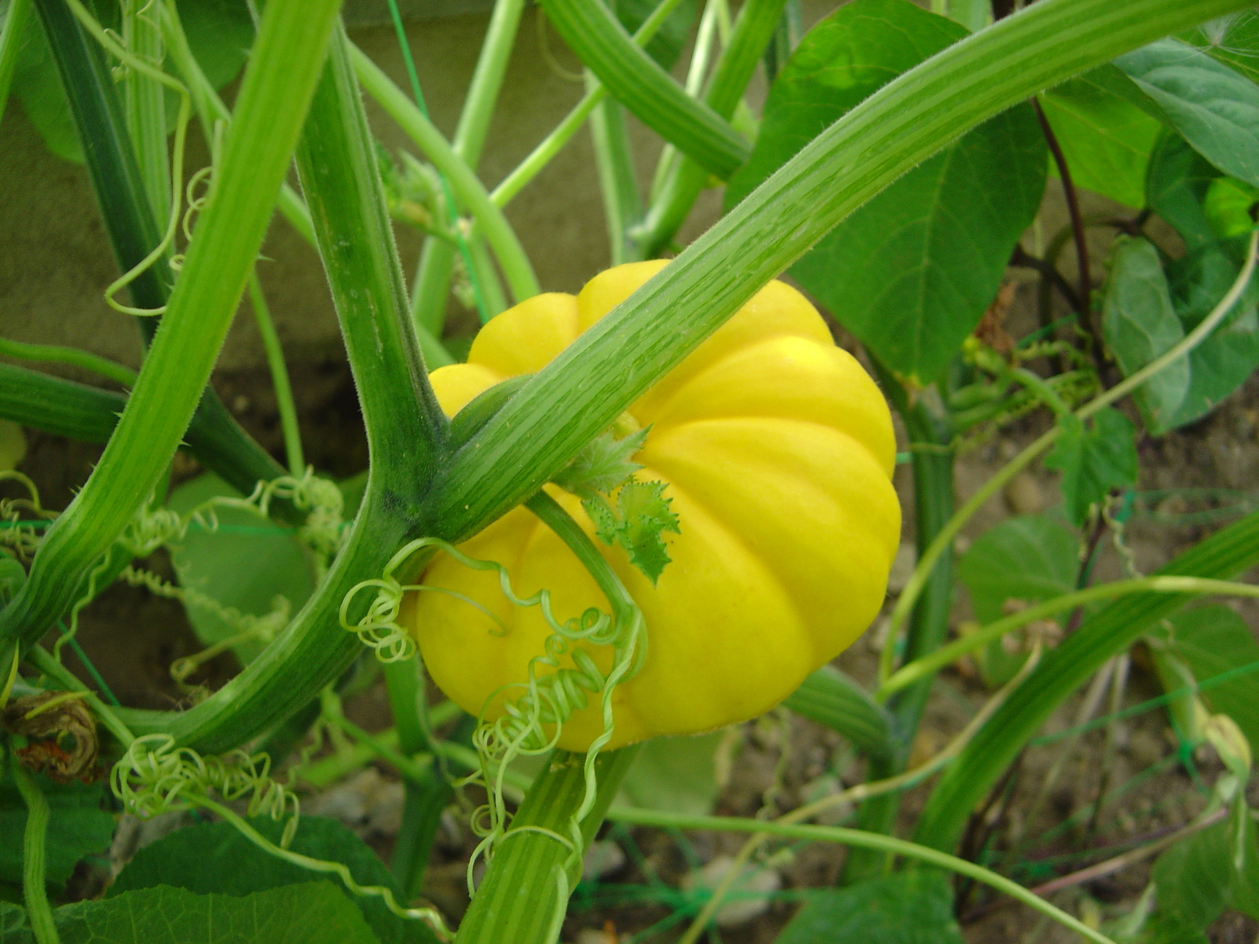 Calabaza Informaci n General